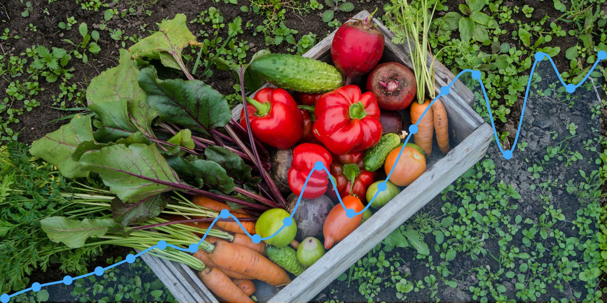 Today’s Vegetable Prices in Sri Lanka | SHEP - DOA